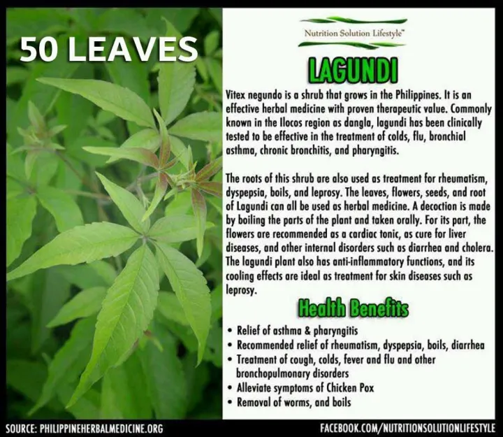 Lagundi leaves fresh harvest - For Cough / Flu / Cold / Fever | Lazada PH