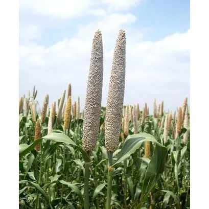 VICTORY SEED 500 Benih Biji Milet Millet Putih White Pennisetum Glaucum ...