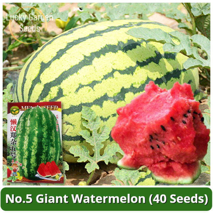 High Yield No.5 Giant Watermelon Seeds (40 Seed) Super Sweet Juicy ...
