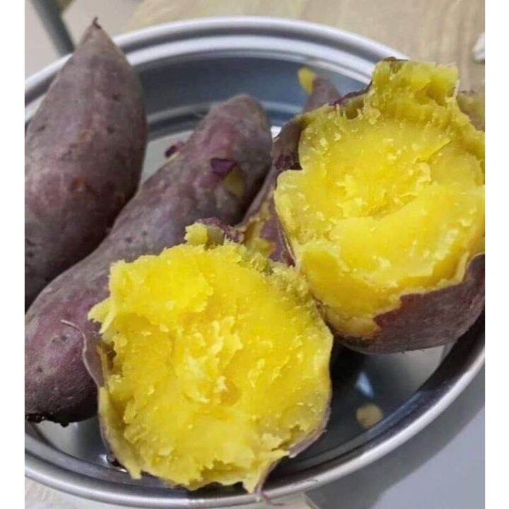 HOT YPSZV Japanese Sweet Potato Camote Kamote 1kilo per pack | Lazada PH