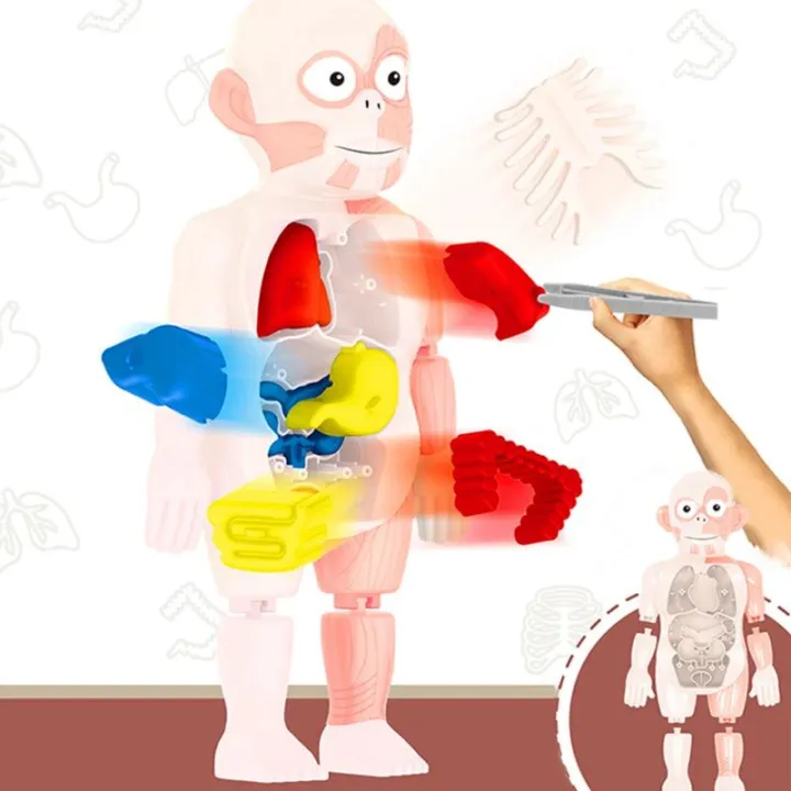 Montessori 3D Puzzle Human Body Anatomy Toys Educational Learning Organ ...