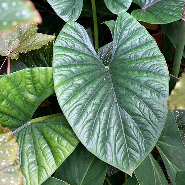 READY TANAMAN HIAS ALOCASIA ALBA ALOKASIA ALBA | Lazada Indonesia