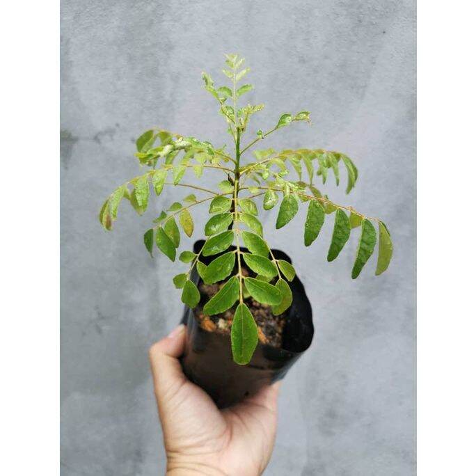 Anak Pokok Daun Kari Live Plant Curry Leaf Tree poly bag | Lazada