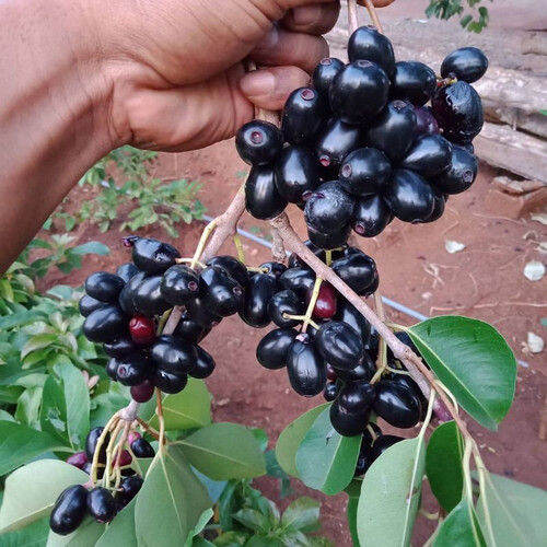 bibit tanaman juwet jamblang hitam | Lazada Indonesia