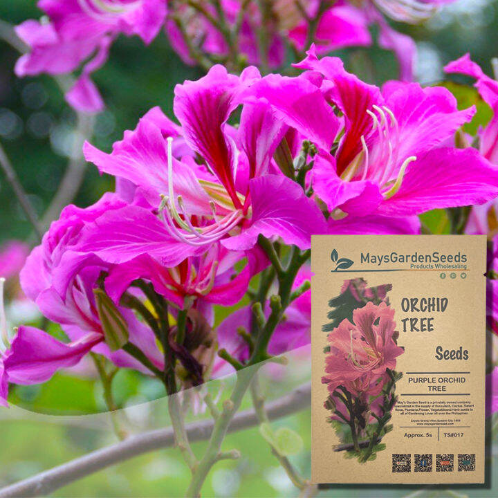 Purple Orchid Tree Seeds, Alibangbang Tree, Butterfly Tree, Tree Seeds ...