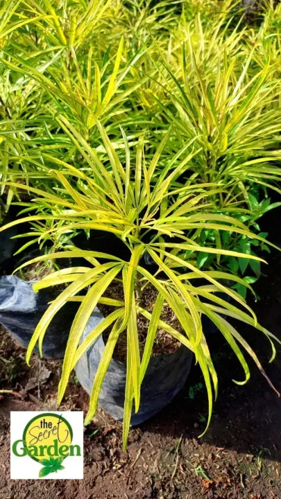 Golden Miagos Plant with FREE plastic pot, and garden soil Super Rare ...