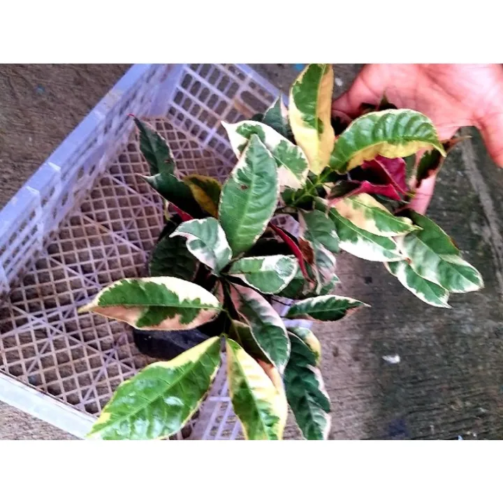 PICARA /MONAICA Chinese Croton Live Plant uprooted(It's a seed, not a ...