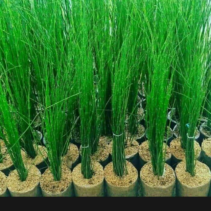 Tanaman Hias Bambu Air /Pohon hias Bambu air/tanaman air/tanaman lidi ...