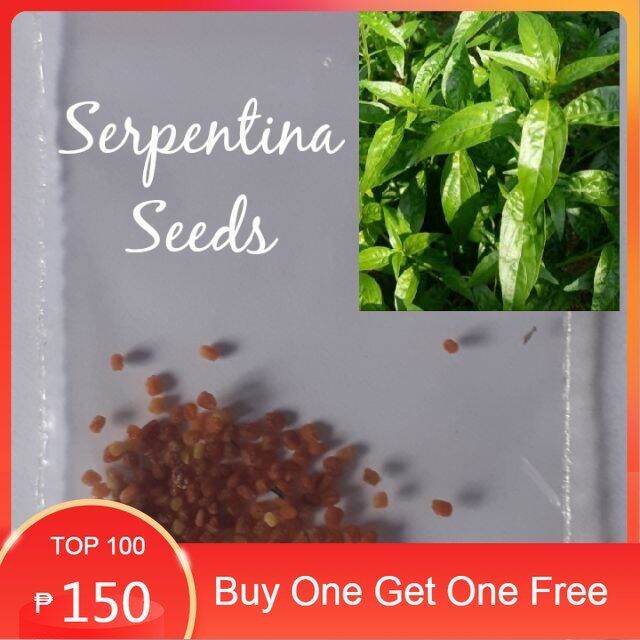 [Buy One Get One Free] Serpentina Seeds - Herbal plant seeds | Lazada PH