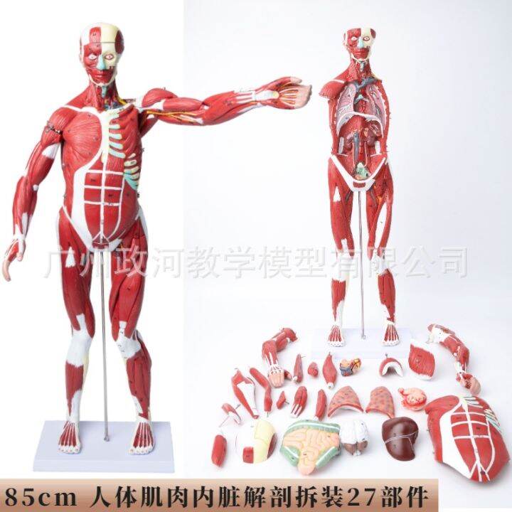 80 cm body muscle anatomy of muscles attached to the internal model ...