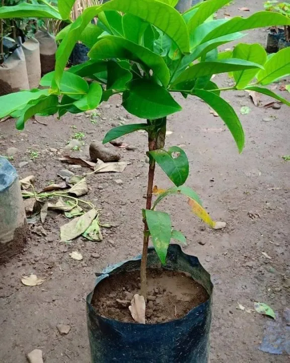 Sweet Green Macopa | Lazada PH