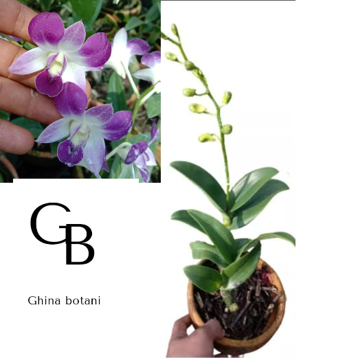 Ghina Botani Anggrek Dendrobium Blue Angel Berbunga / Anggrek ...
