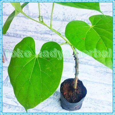 bibit tanaman bratawali/brotowali cutting stek batang batrawali ...