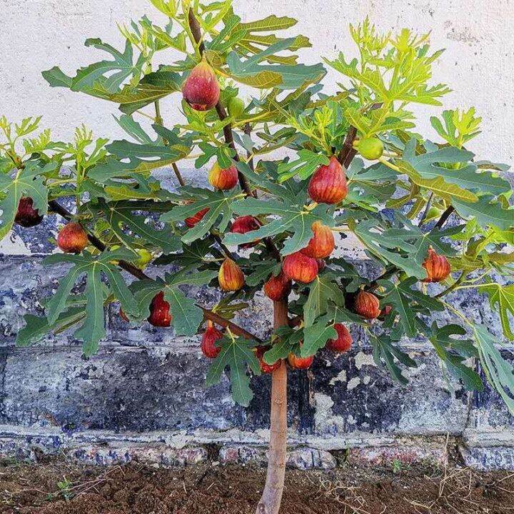 (Limited time offer for new store opening) Rare FIG tree plant seeds ...