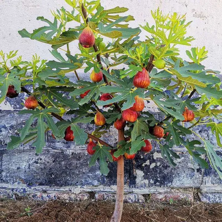 Rare Fig Tree Plant Seed (50 Seeds Per Pack) Figs Growing Seeds Bonsai ...