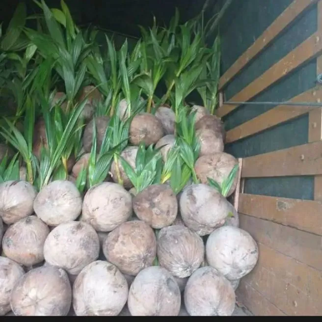 PROMOSI HEBAT BENIH KELAPA TACUNAM | Lazada PROMOSI HEBAT BENIH KELAPA TACUNAM | Lazada