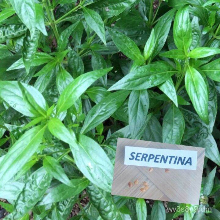 Serpentina Seeds Indian Snakerootseeds | Lazada PH