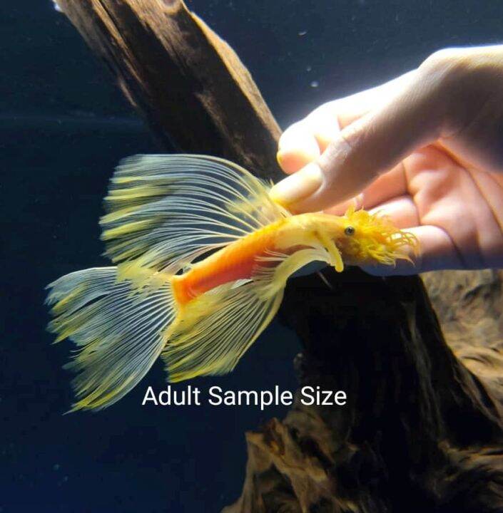 [Long Jin Aquatic] L144 Blue Eye Long Fin Pleco 4cm+ | Lazada