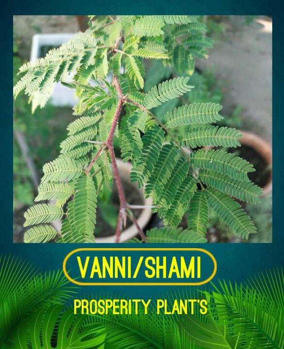 LIVE PLANT-VANNI/SHAMI/BANNI PLANT | Lazada