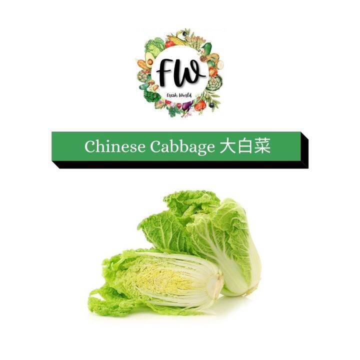 Cameron Chinese Long Cabbage 金马伦长白菜 1PCS (800g-1kg) Daily Fresh ...