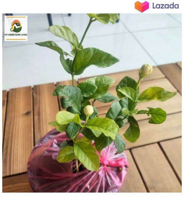 Pokok Bunga Melur Susun Harum & Wangi / Melur Rose / Jasminum Sambac ...