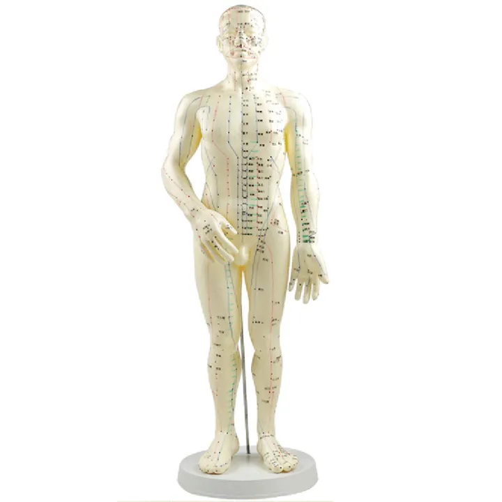 Acupuncture Model 50cm Male with Base Human acupuncture meridians model ...