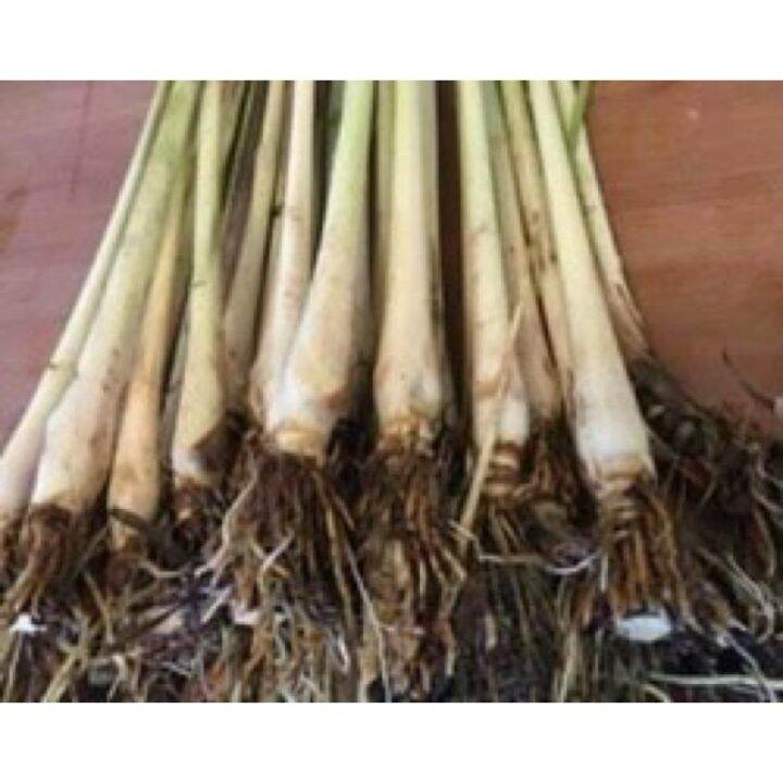 Plant Lemon Grass/Tanglad Plant with roots (Pantanim) with FREE ...
