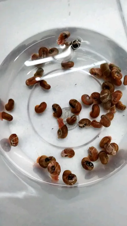 Apple Snail (Tank Cleaner) | Lazada