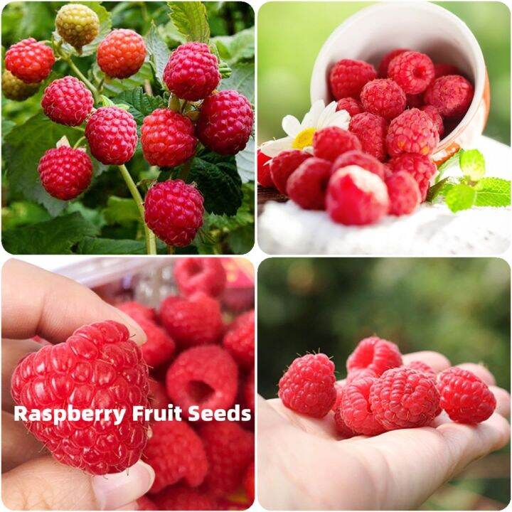 Raspberry Fruits Seeds Plants เมล็ด ต้นผลไม้ เมล็ดพันธุ์ ต้นพันธุ์ผลไม้ ...
