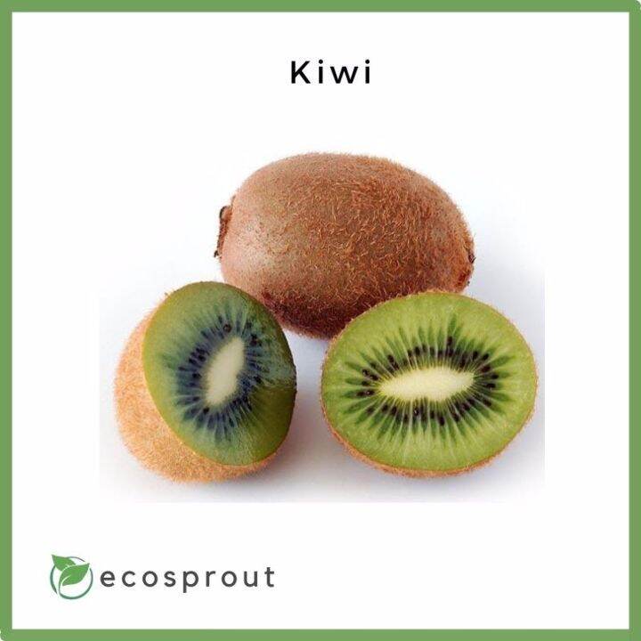 【COD】 Fresh Kiwi Per 3s Vegetables Fruits Groceries | Lazada PH
