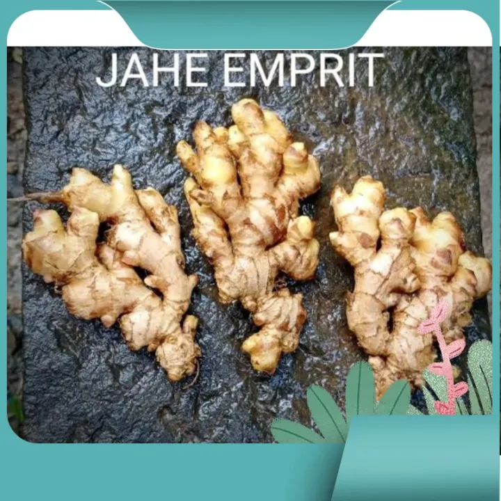 JAHE EMPRIT FRESH 1 KG | Lazada Indonesia