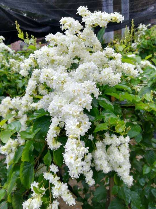 Anak Pokok Porana Volubilis/Snow Vine | Lazada