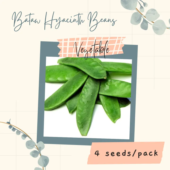 Bataw Hyacinth BEANS Seeds for Planting (4 seeds) VEGGIES | Lazada PH