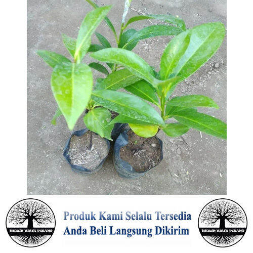 Paket 2 Pohon Black Sapote Tanaman Buah Hidup Sawo Hitam Pohon Sawo ...