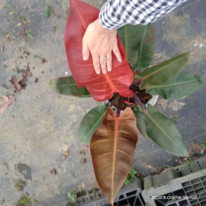 Philodendron Red Sun XLsize | Lazada PH