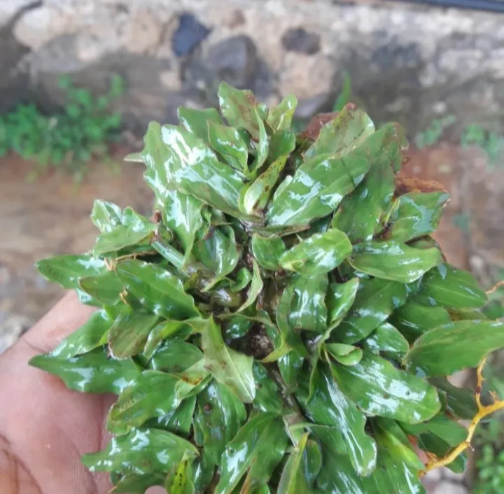 Rumput Gajah Mini 1 Meter Lazada Indonesia