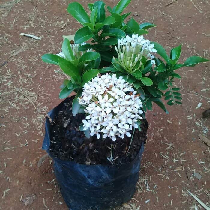 Bibit Bunga Asoka Putih BERBUNGA Unggulan | Lazada Indonesia