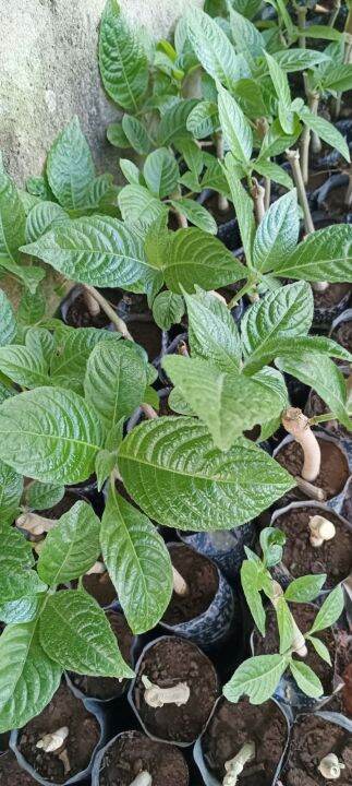 Madre de Agua (Trichantera gigantea) seedlings with roots and leaves ...