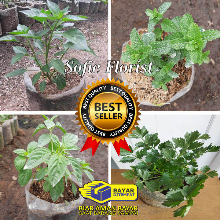 1 Paket dapat 4 Tanaman Sayuran, Cabe Kriting/Cengek, Pohon Seledri ...