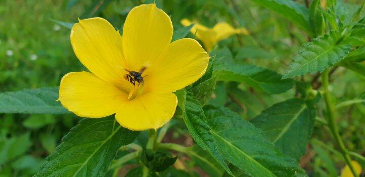 Biji benih turnera x 50 -- Bunga kesukaan kelulut Turnera subulata ...