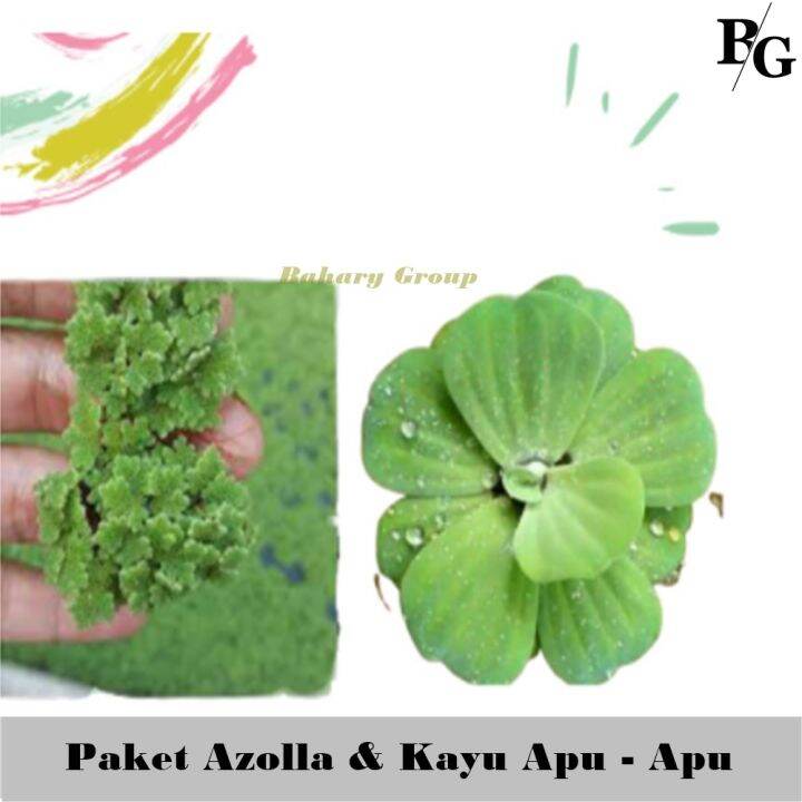 Paket Azolla 50 GramDan Tanaman Air Apung Apu Apu Mini Kayu Apu - Apu ...