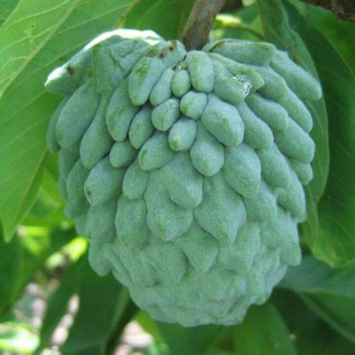 【COD】 Atemoya (Atis x cherimoya) GRAFTED fruit tree live plant | Lazada PH