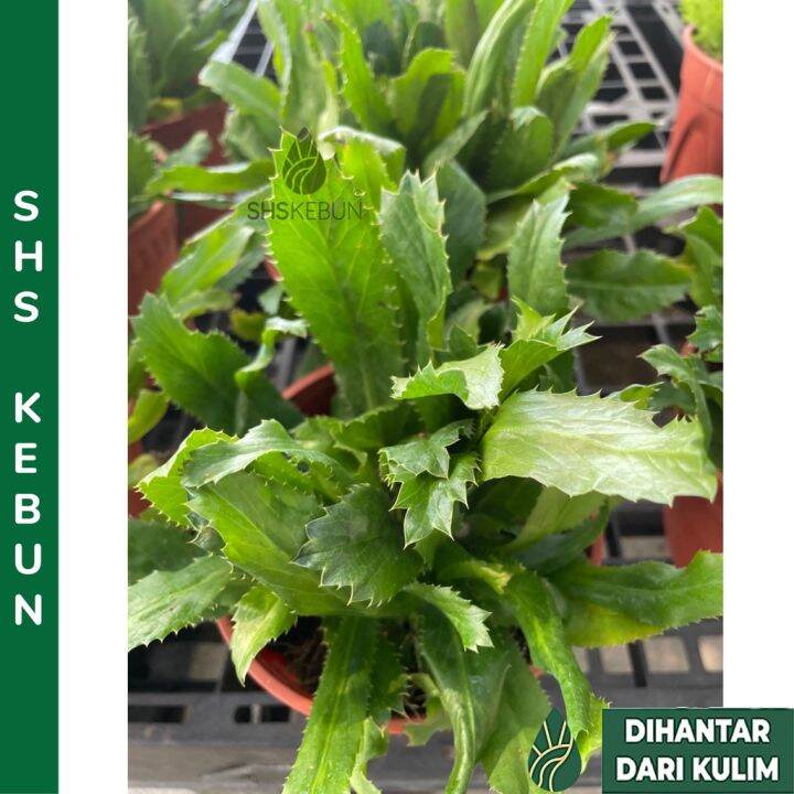 Pokok Ketumbar Jawa Culantro Herbs Pokok Outdoor Live Plant SHS Kebun ...