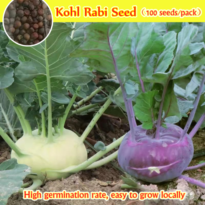 [Easy To Grow In Malaysia] Organic Kohl Rabi Seeds (100 Seeds for ...