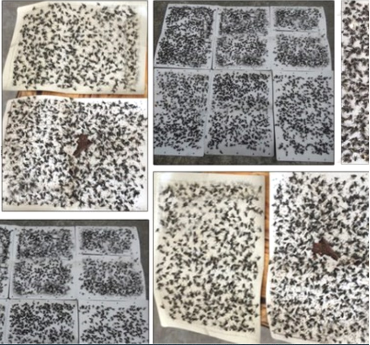 Mosquito-killing artifact paste board mosquito-killing fly-sticking ...