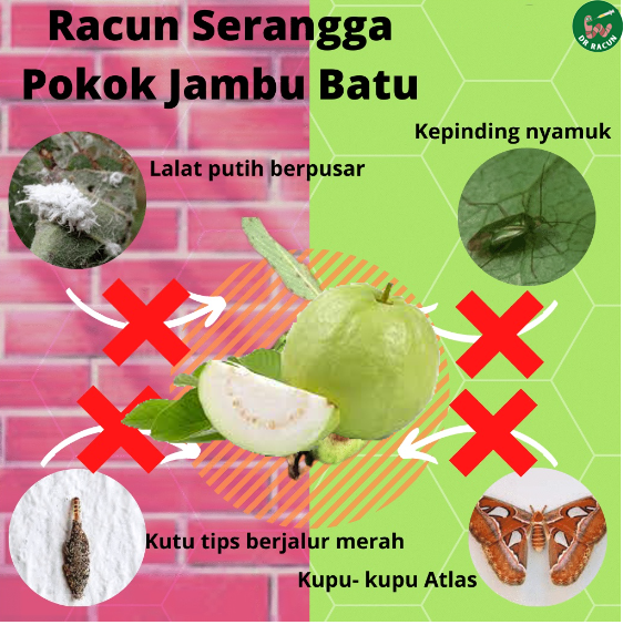 Racun Serangga Dipel ES Organik Pokok Jambu Batu - Effective Insect ...