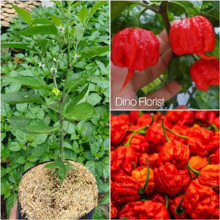 Bibit Tanaman Cabai Carolina Reaper Merah / Red Carolina Reaper / Cabe ...