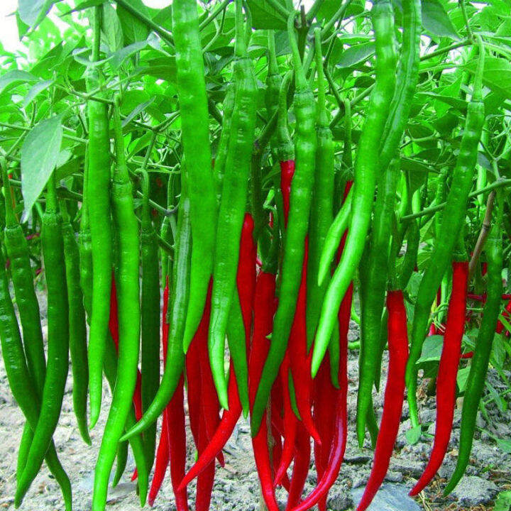 ขายส่ง โปร ลดสุด80% กุหลา พริกหนุ่มเขียว Long Hot Chilli Seeds ประมาณ ...