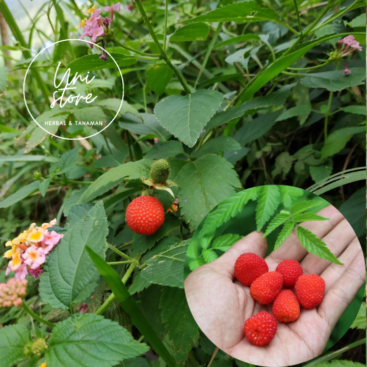 Bibit Tanaman Arbei Arben Raspbery Hutan Tanaman Langka | Lazada Indonesia