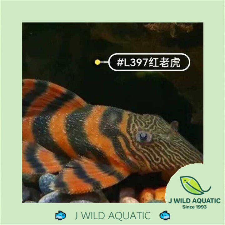 [J Wild Aquatic]—— L397 Alenquer Tiger Pleco 阿莲卡红老虎异形 | Lazada